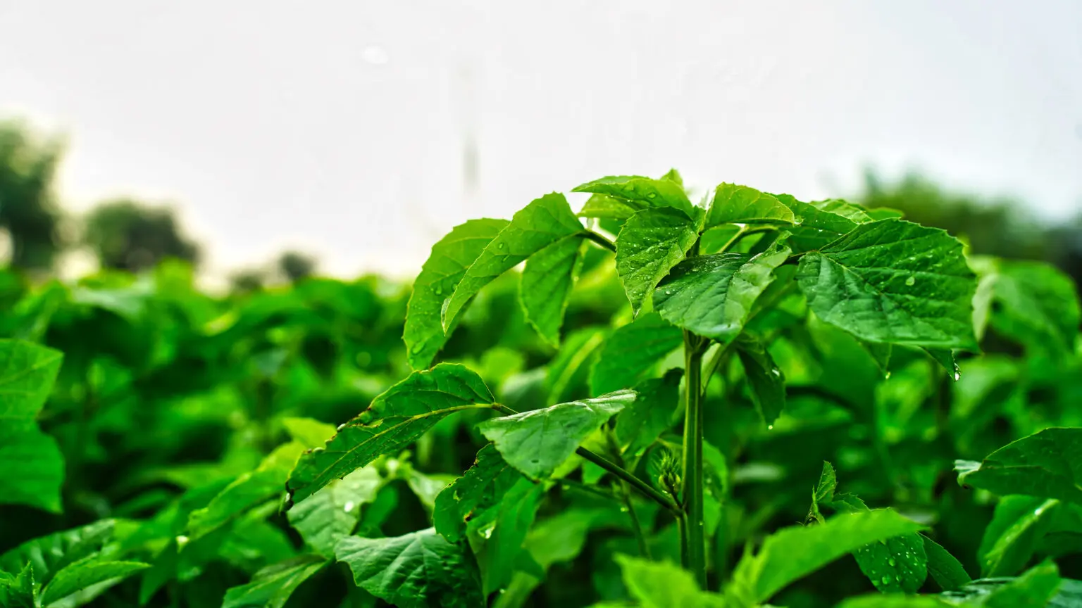 Partially Hydrolyzed Guar Gum (PHGG): Benefits, Research, Uses